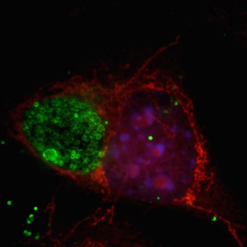 Multimedia – Hefty Lab